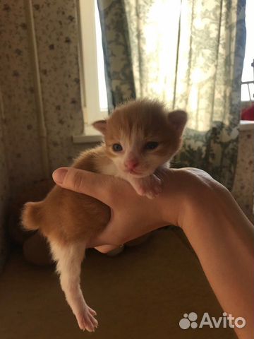 Курильский бобтейл котенок