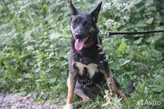 Собака Мася- собака для вашей семьи