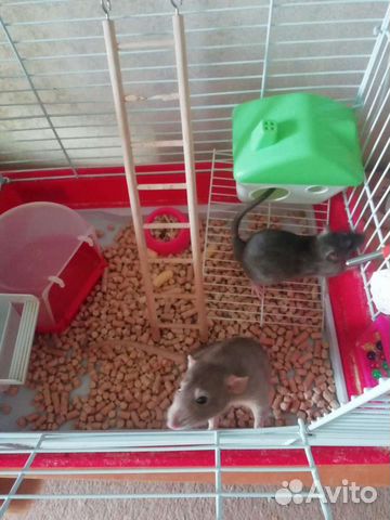 Крысы вместе с клеткой
