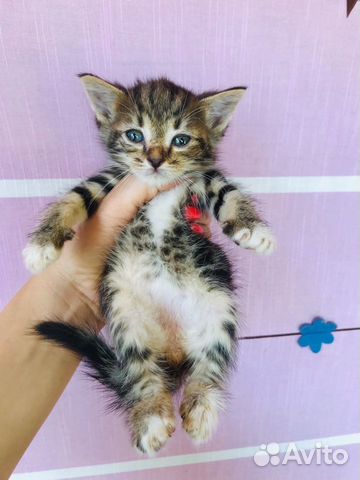 Котенок тигренок