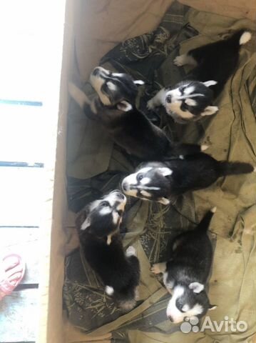 Щенки хаски