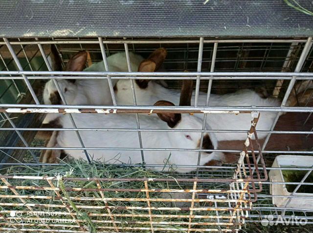 Калифорнийские кролики