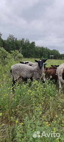 Романовские овцы