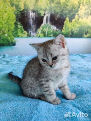 Британский котенок