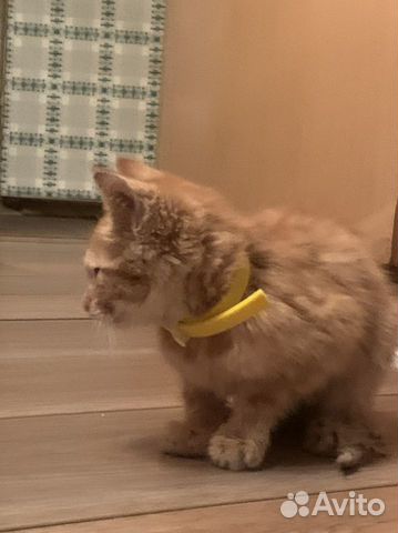 Фотогеничный котенок в добрые руки