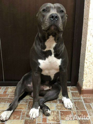 Щенки Голубые Стафорд