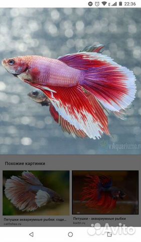 Рыбки питушки