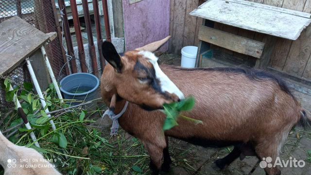 Коза дойная