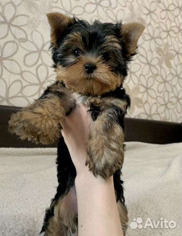 Йоркширский терьер, щенки