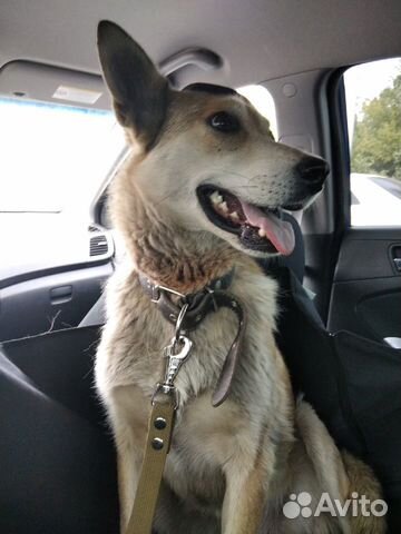 Собака в добрые руки