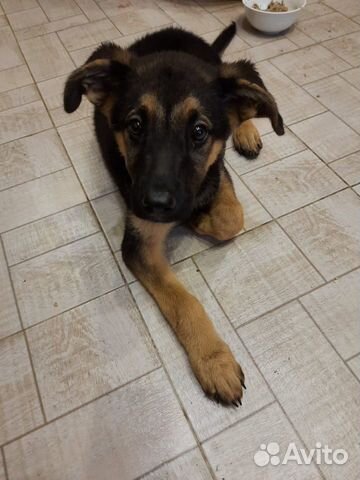 Малыш ищет дом