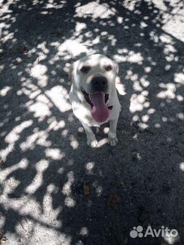 Собака лавродор мальчик ищет подружку