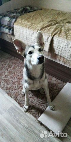 Собаки бесплатно в добрые руки