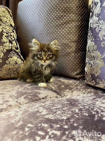 Потрясающий пушистый котенок в дар 1,5 мес