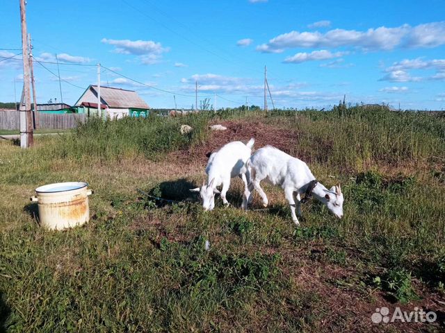 Козы деревенские