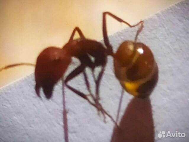 Camponotus Nicobarensis