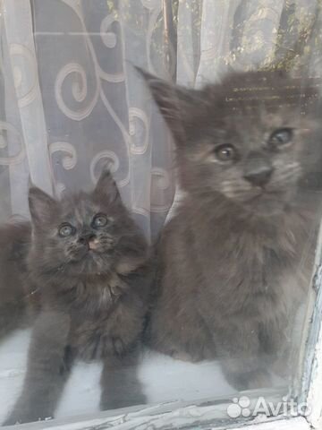 Котята мэйн кун