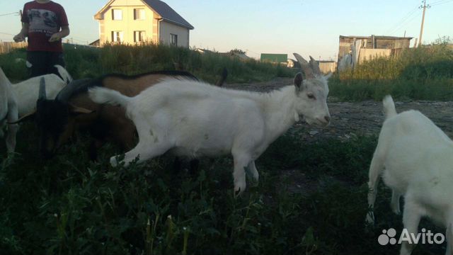Козы дойные и взрослые козлята 5 месяцев