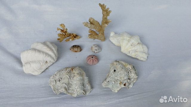 Коралл Лосиный рог, ракушки без лака