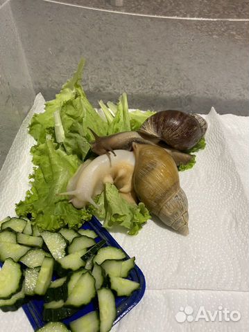 Улитки ахатины бесплатно