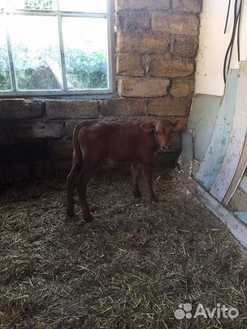 Телята бычки