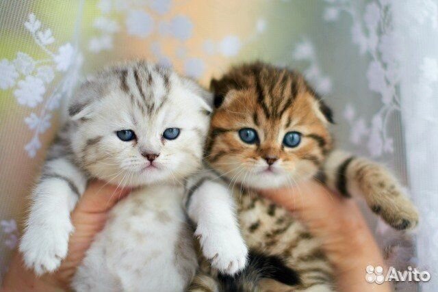 Вислоухие котята