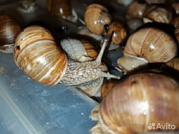 Виноградные улитки