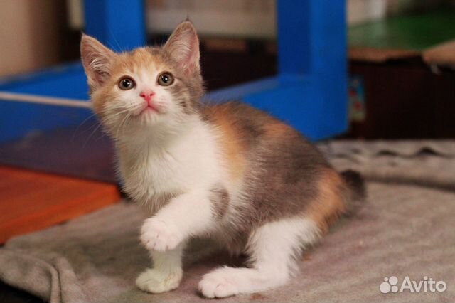 Принцесска котенок