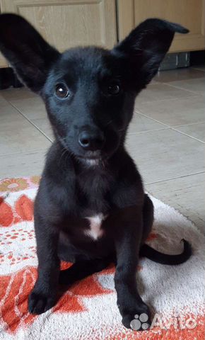 Собака в добрые руки щенок