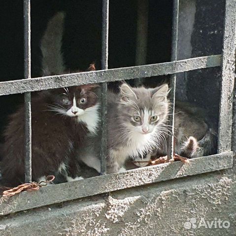 Помогите спасти жизни котят