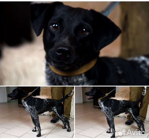 Собака мальчик ищет дом