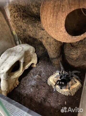 Паук psalmopoeus irminia