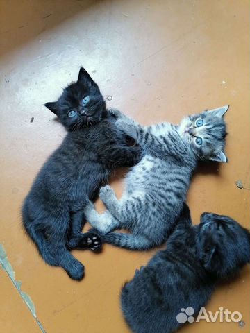 Котята