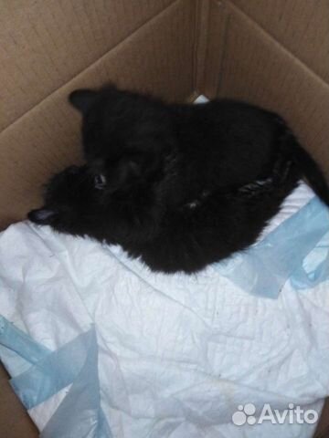 Вислоухие котята в добрые руки