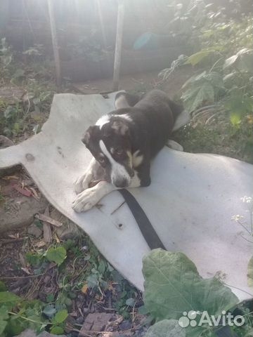 Продам щенка алабая