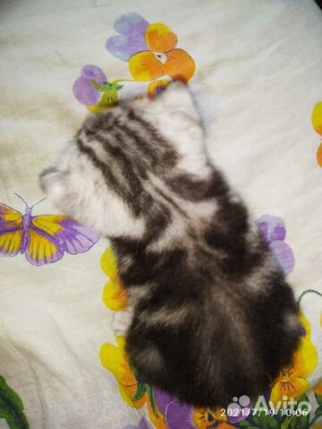 Британские котята