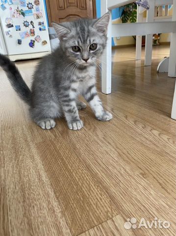 Кот чистокровный шотландец