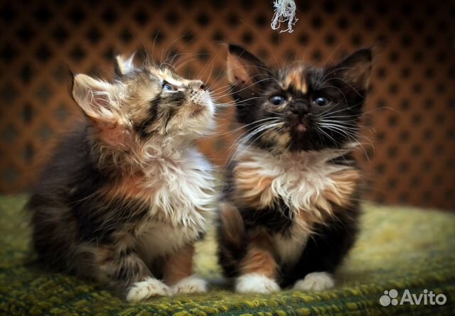 Котята черпаховые 1.5 месяца, ищут дом