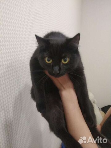Кошка с приданным