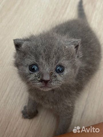 Британский котенок выкормыш, породистый