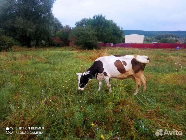 Корова хорошая высокоудойная