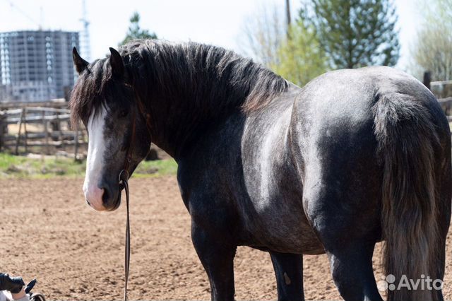 Жеребец Тяжеловоз