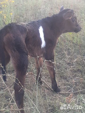 Бычки и быки