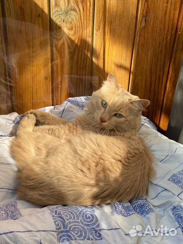 Котик