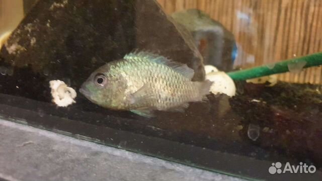 Наннакара отдам