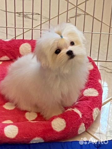 Очень красивый мальчик мальтийской болонки 3 мес