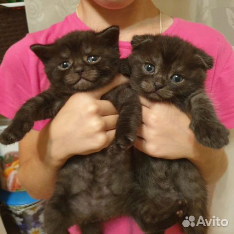 Шотландские котята