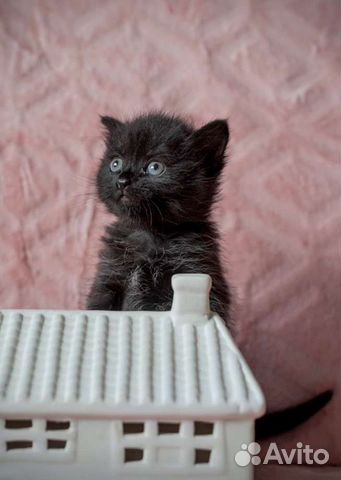 Пума котёнок девочка 1,5 месяца в дар