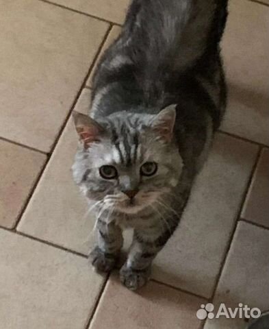 Кот британец в дар