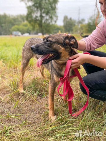 Собака в добрые руки бесплатно